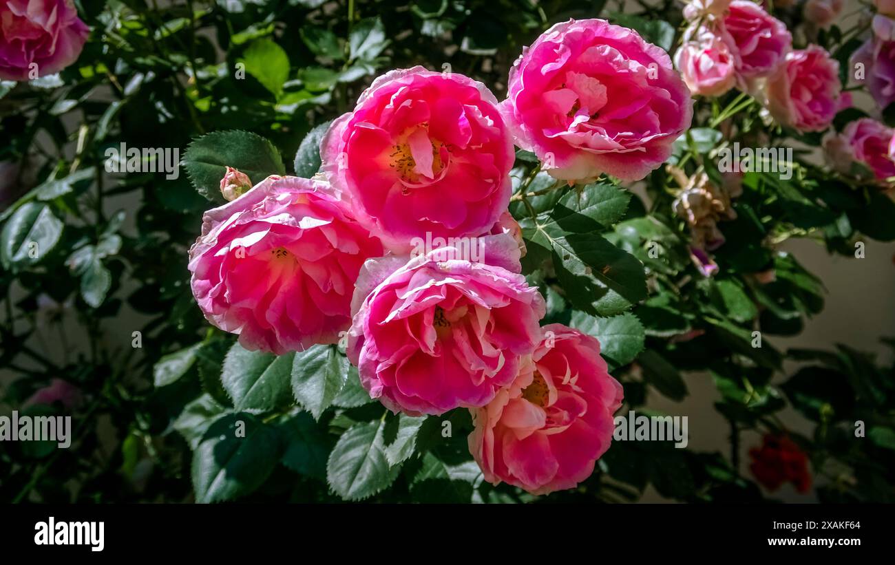 Heavenly roses hi-res stock photography and images - Alamy