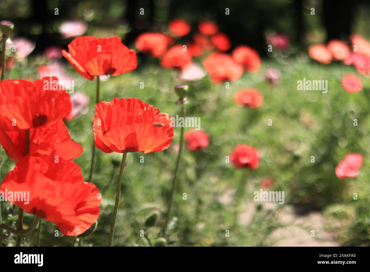 Large decorative red poppy flower. Big flower. Natural floral ...