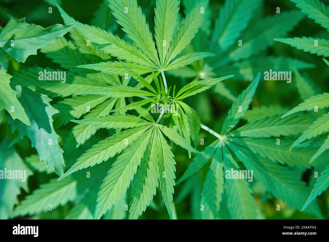Full frame marijuana foliage hi-res stock photography and images - Alamy