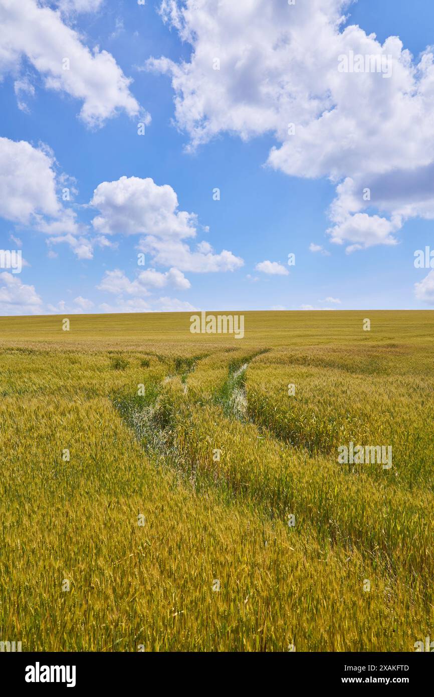 sunny ground road in wheaten field. summer landscape Stock Photo - Alamy