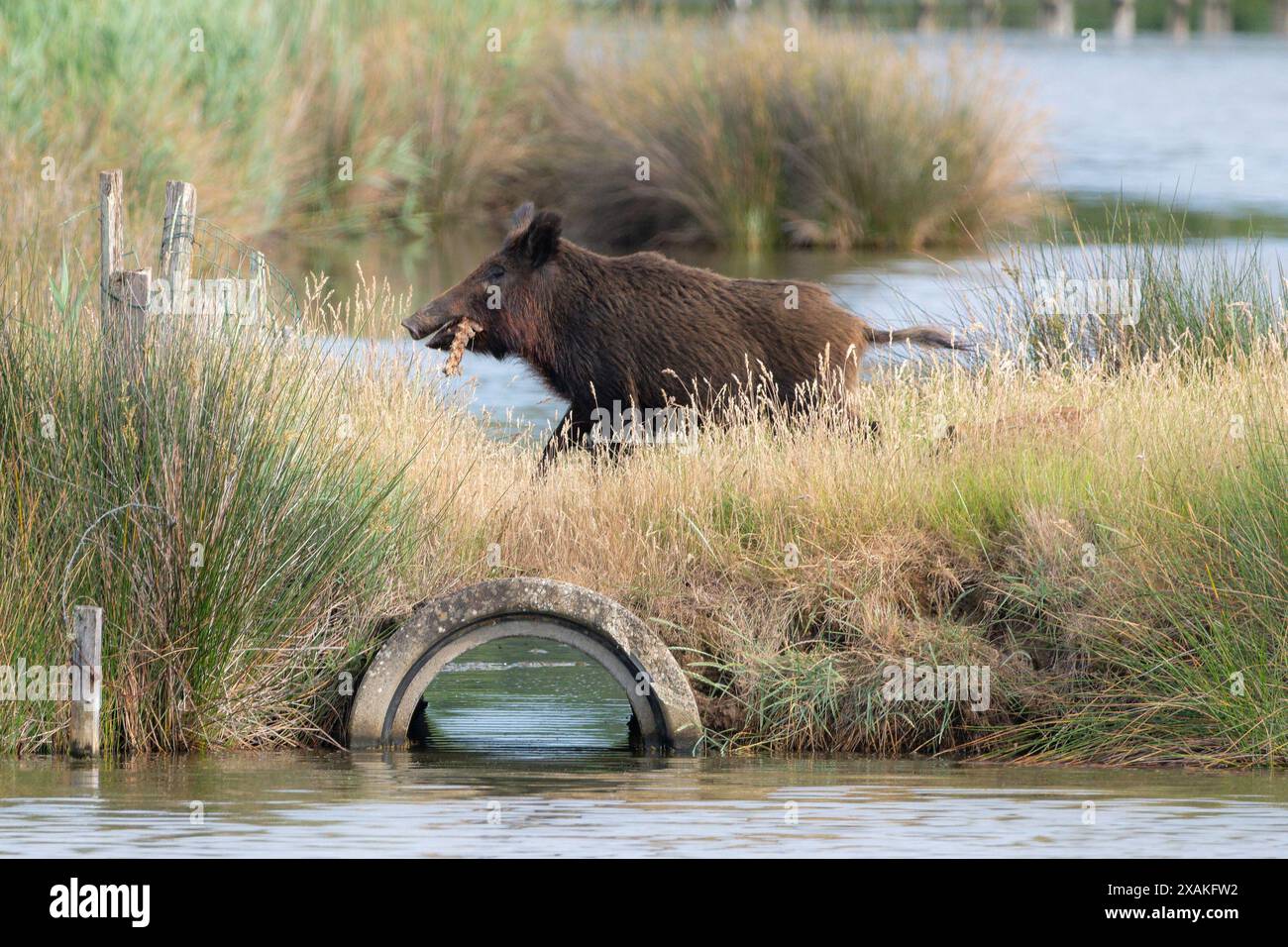 female wild boar walking in a swamp Stock Photo - Alamy