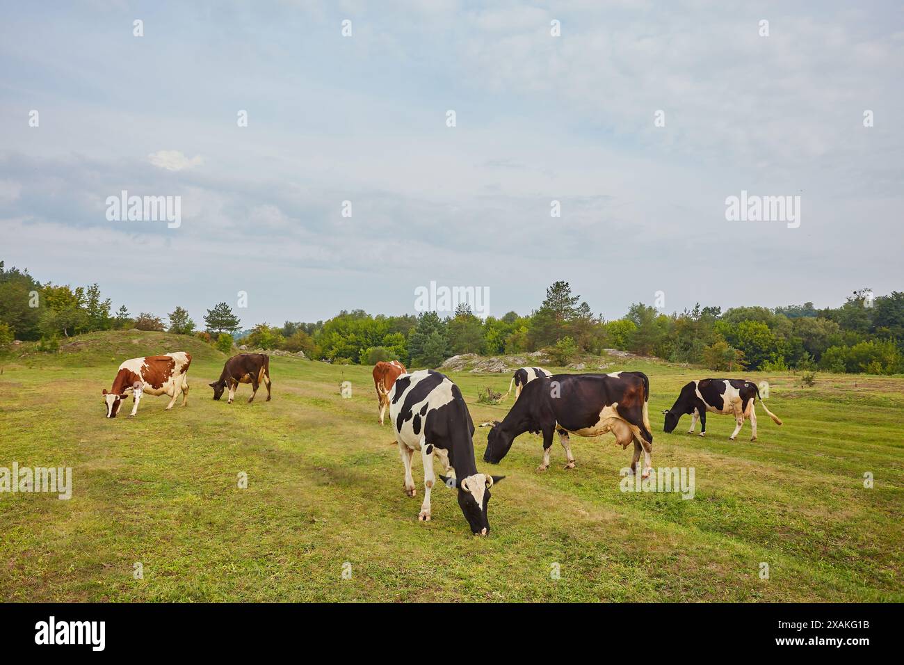 Spotted cows graze on the green pasture under a cloudy sky. Thick ...