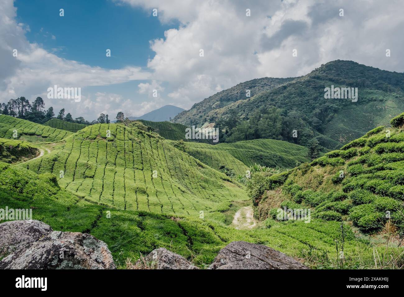 A landscape of tea plantations in the Cameron Highlands in Malaysia ...