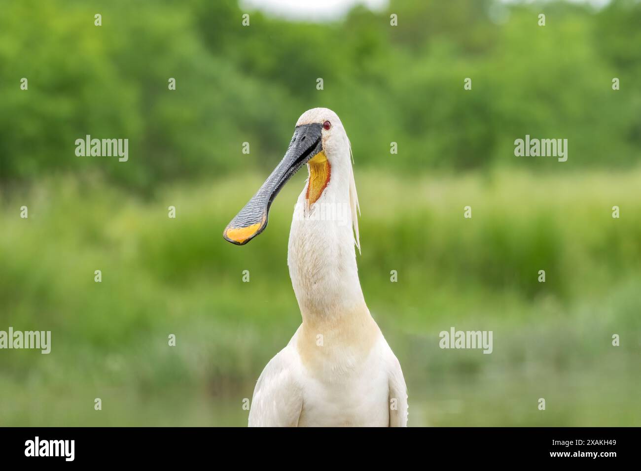 Eurasian Spoonbill, Platalea leucorodia, single adult swallowing a ...