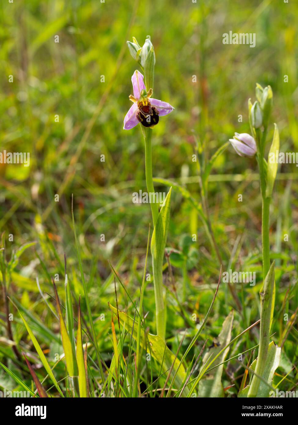 Bee Orchid. Ophrys apifera. Showing the two pollinias Stock Photo - Alamy