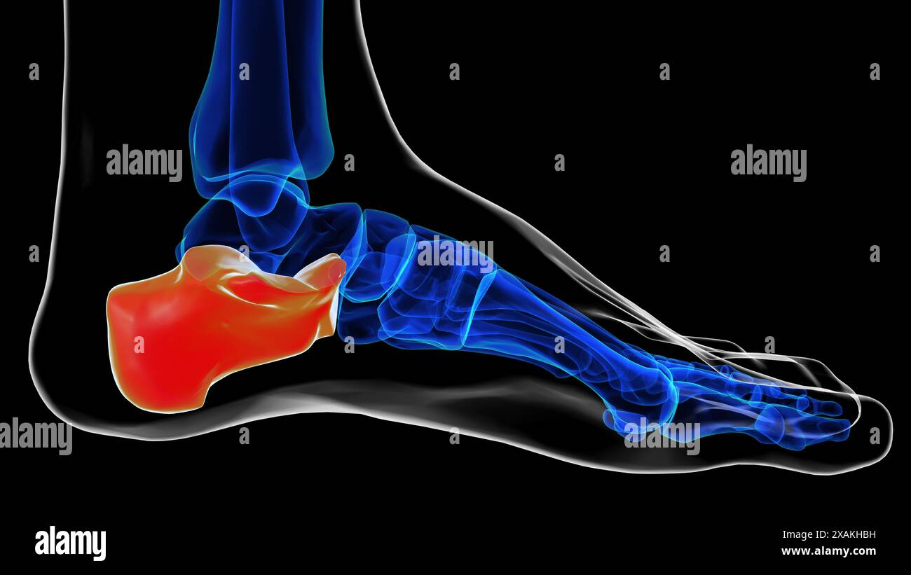 Medial view of calcaneus bone foot bones anatomy for medical Concept 3D ...