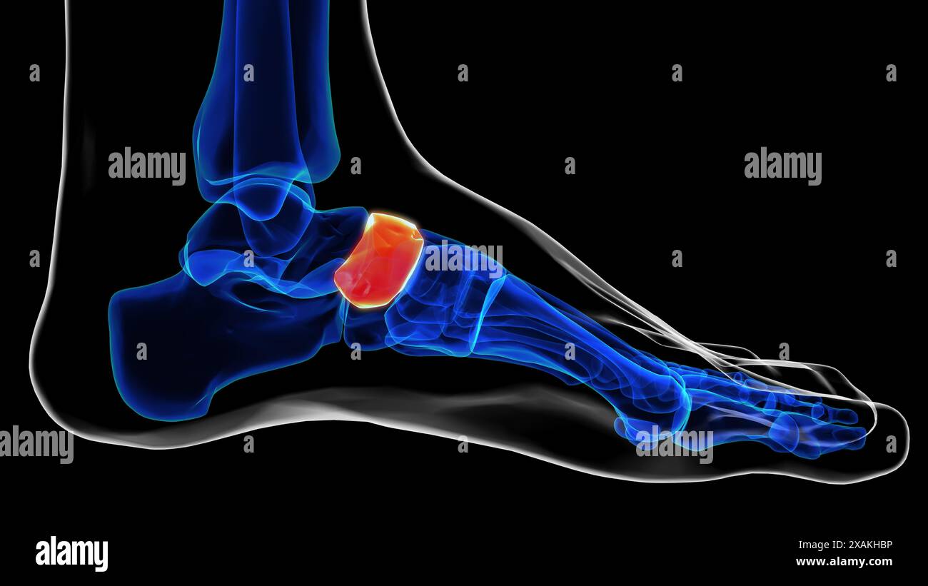Medial view of navicular bone foot bones anatomy for medical Concept 3D ...
