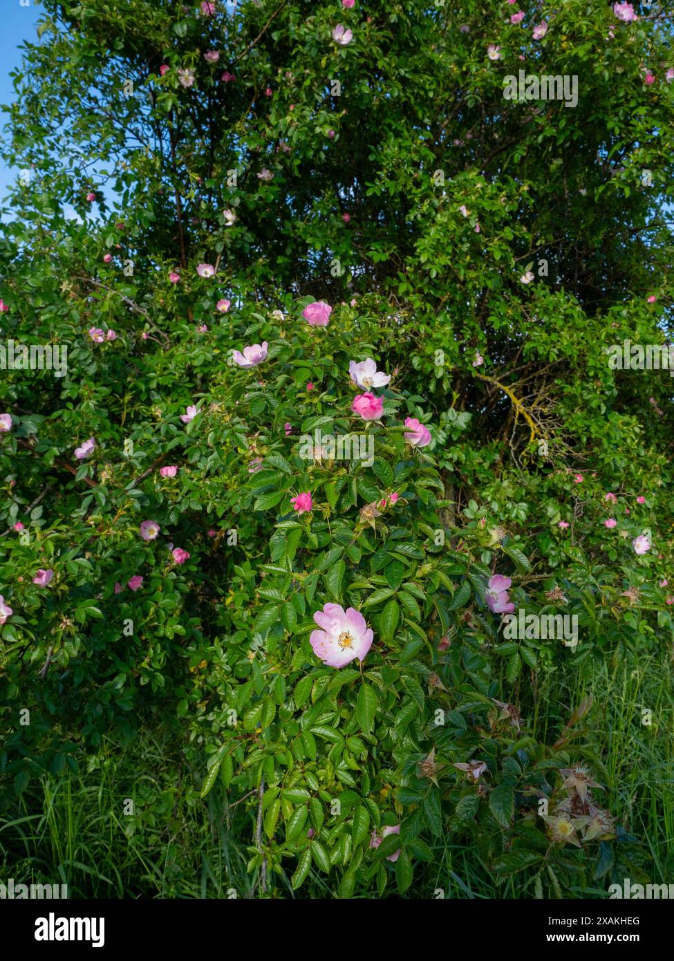 Wild Rose- DOG ROSE (Rosa canina Stock Photo - Alamy