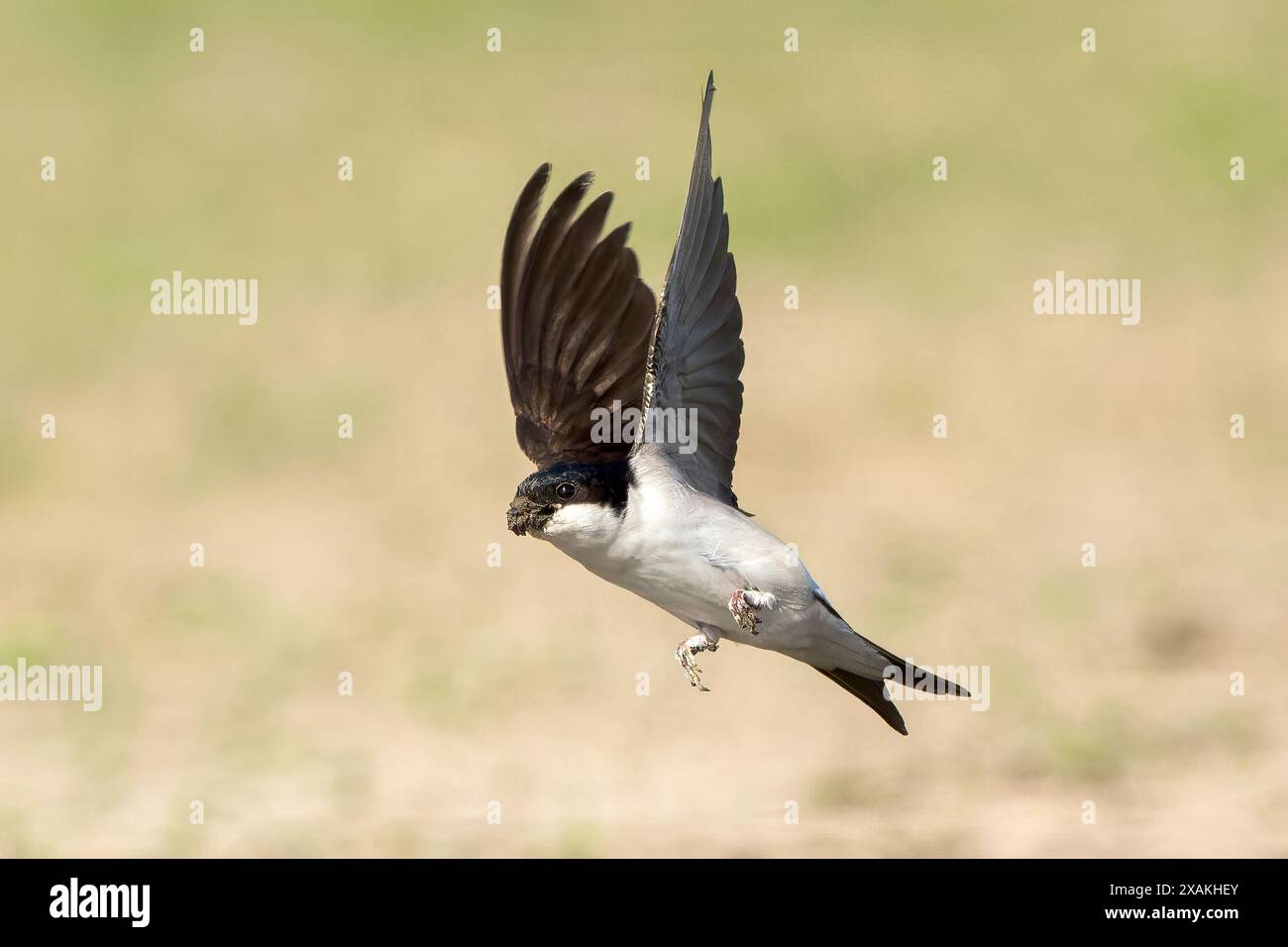 Western House Marin, Delichon urbicum, single adult taking off from ...
