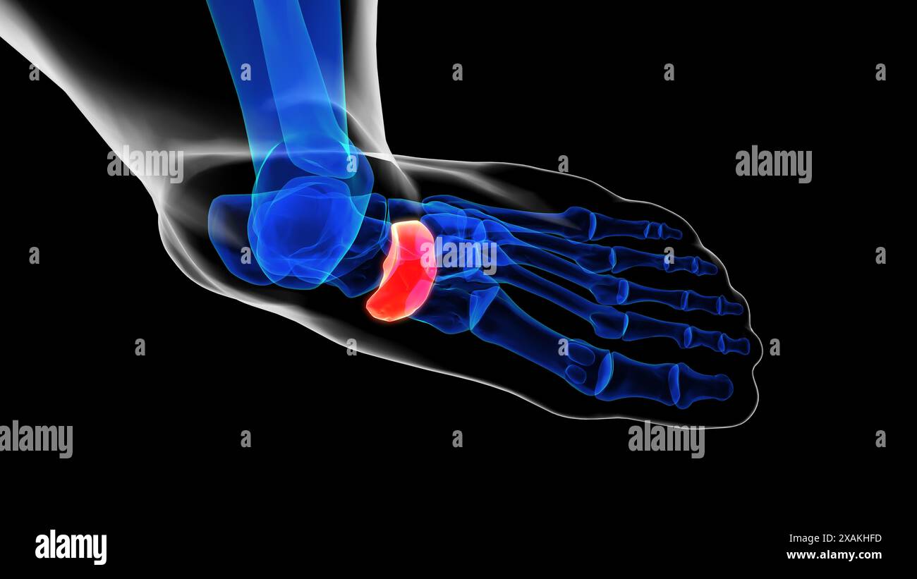 Dorsal view of foot bones navicular bone anatomy for medical Concept 3D ...