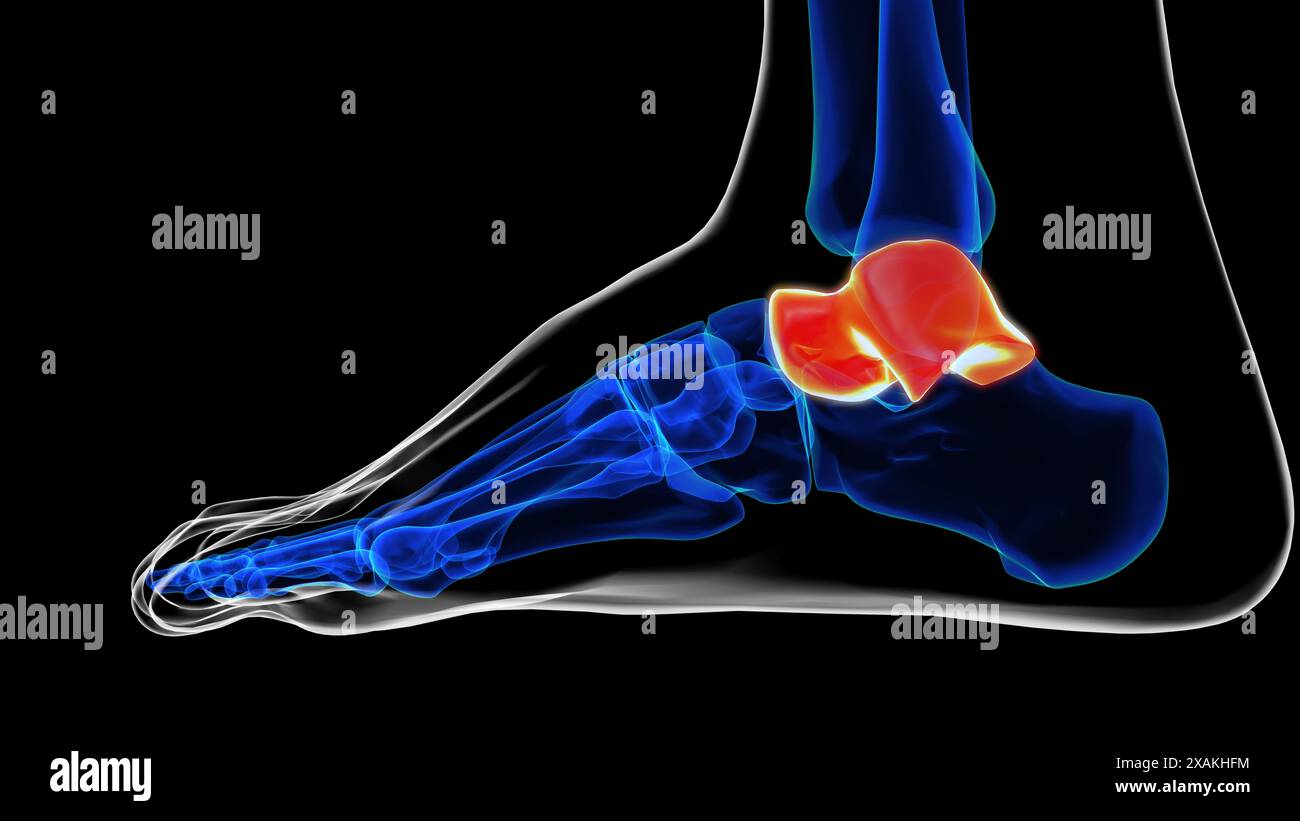Lateral view of talus bone foot bones anatomy for medical Concept 3D ...