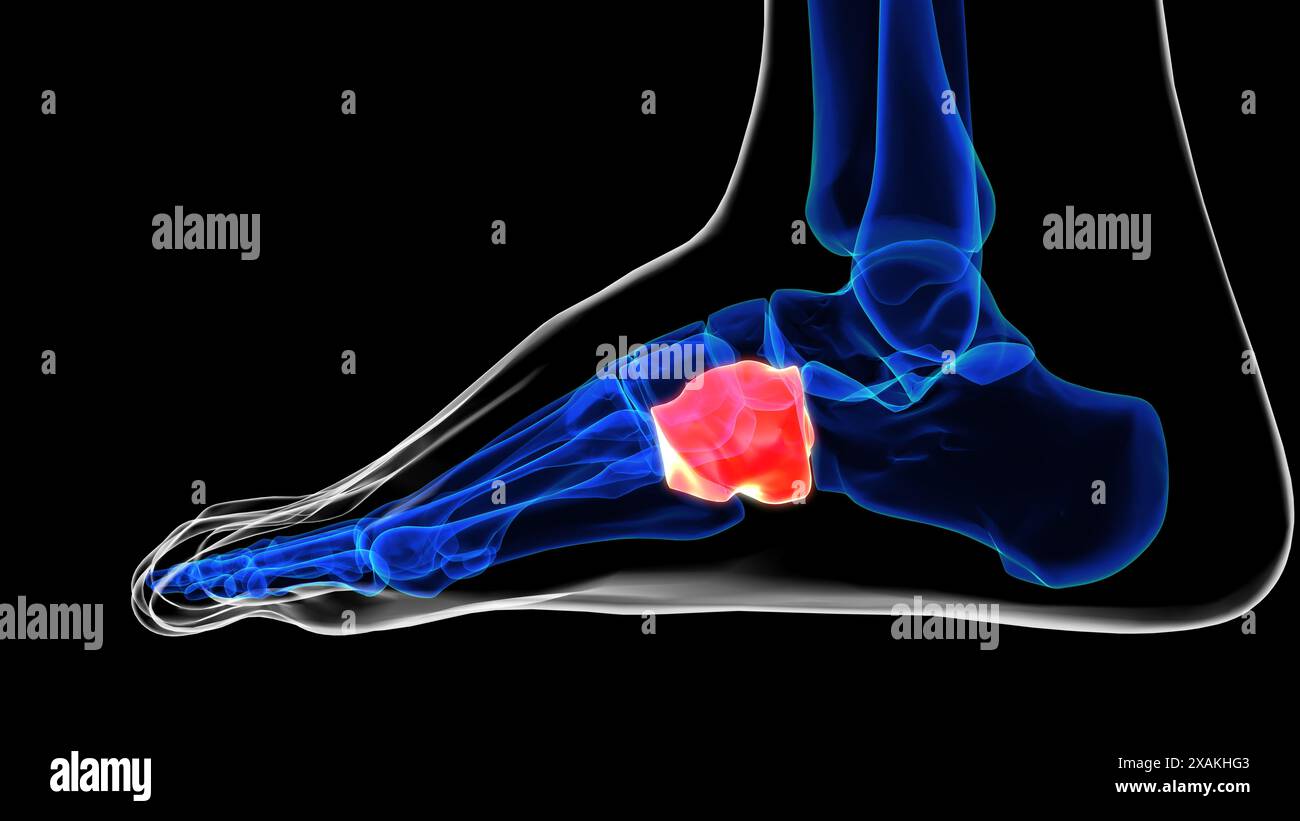 Lateral view of cuboid bone foot bones anatomy for medical Concept 3D ...