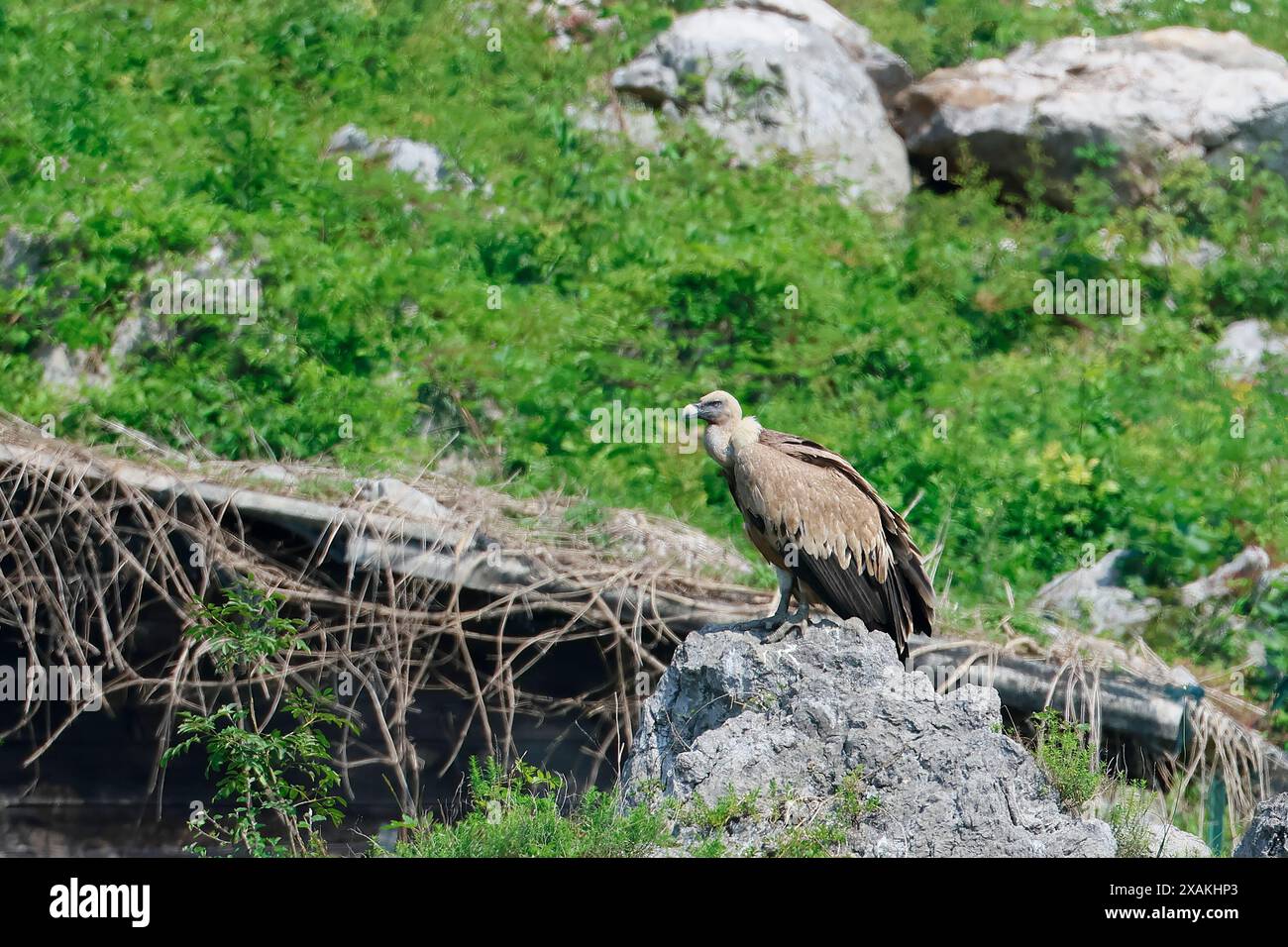 The Griffon Vultures of the regional nature reserve of Lake Cornino ...