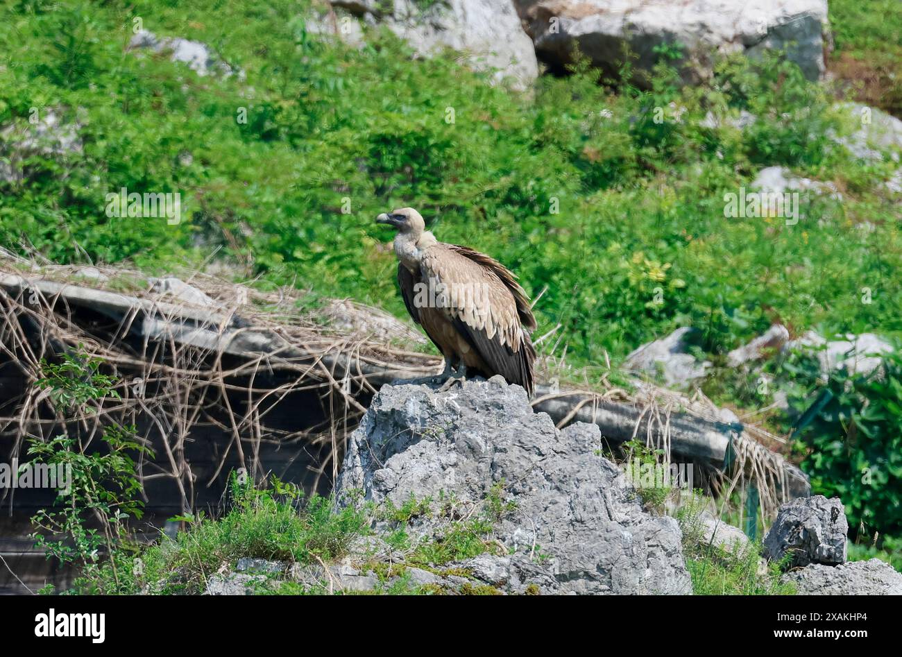 The Griffon Vultures of the regional nature reserve of Lake Cornino ...