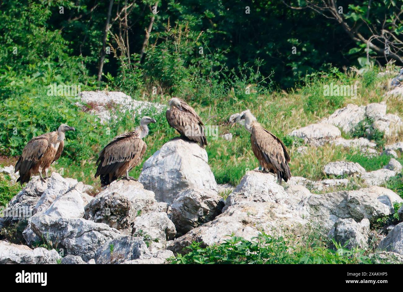 The Griffon Vultures of the regional nature reserve of Lake Cornino ...