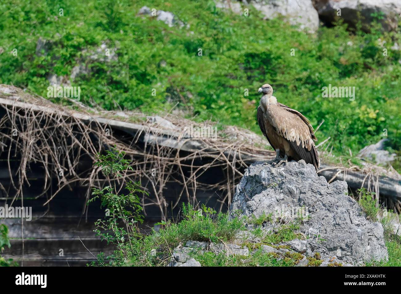 The Griffon Vultures of the regional nature reserve of Lake Cornino ...
