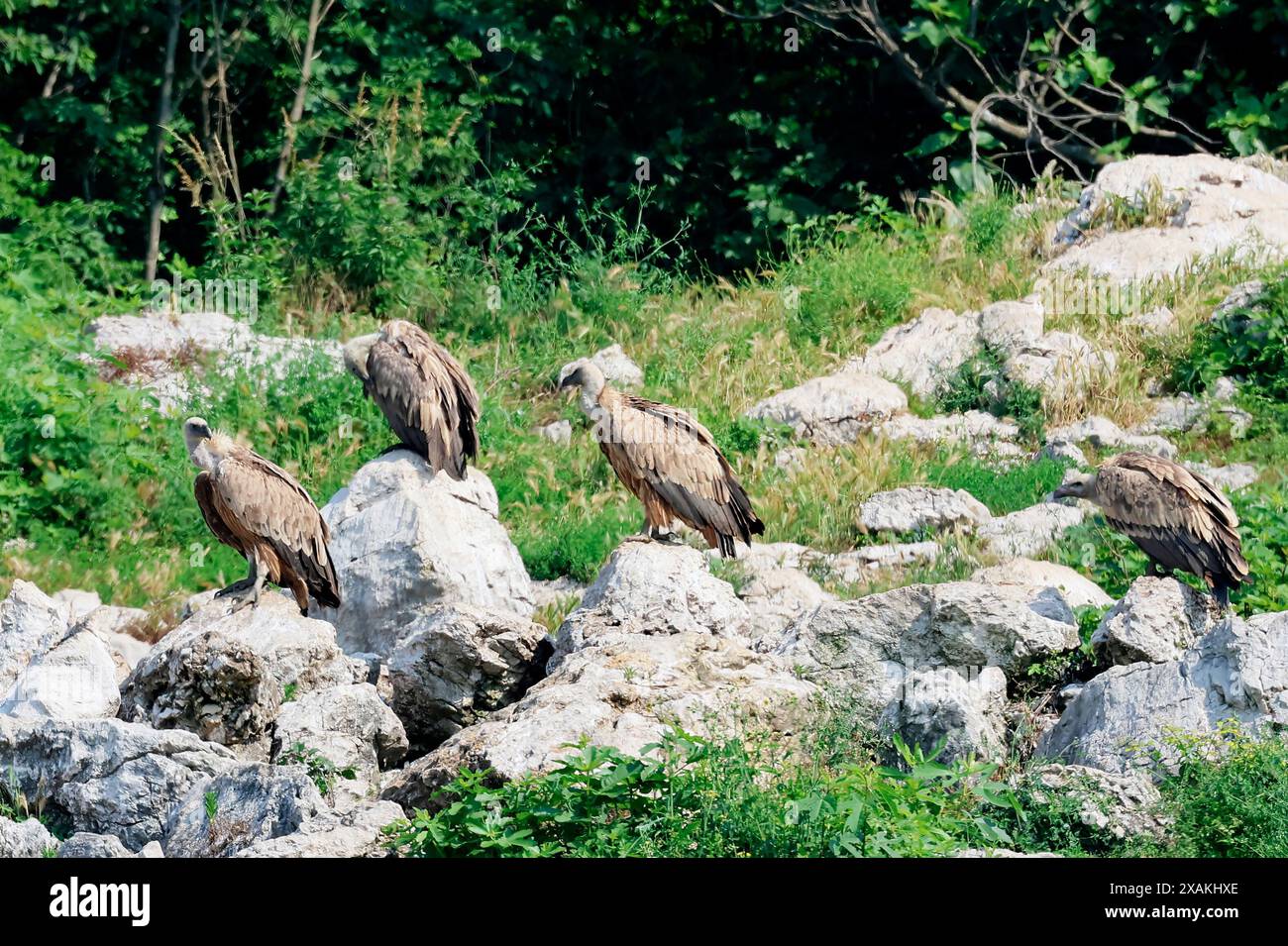The Griffon Vultures of the regional nature reserve of Lake Cornino ...