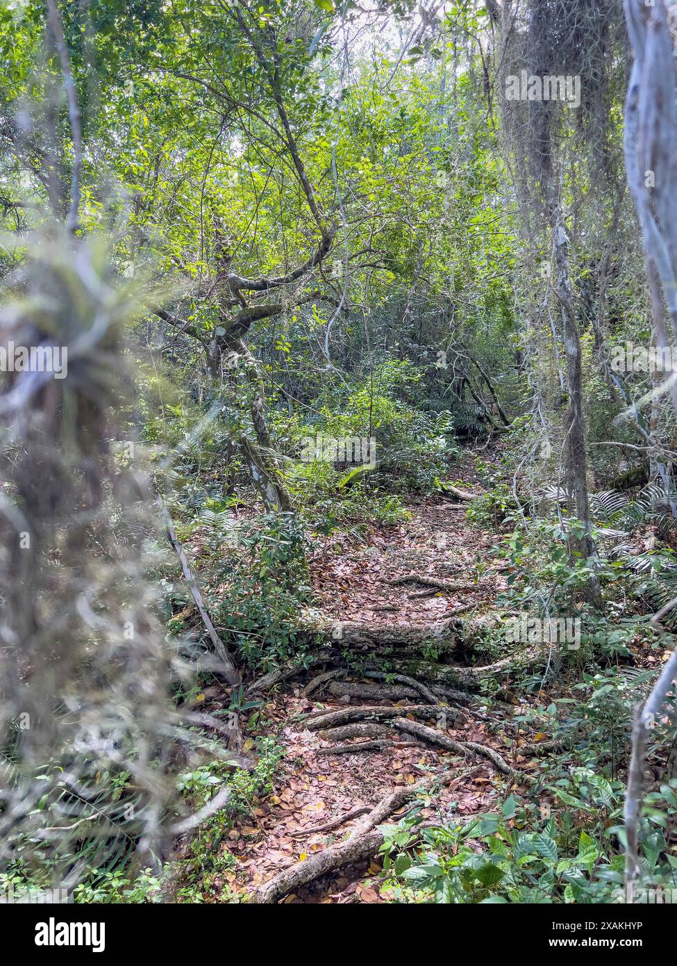 North America, Caribbean, Greater Antilles, Hispaniola Island ...