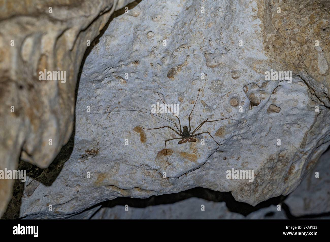 North America, Caribbean, Greater Antilles, Hispaniola Island ...