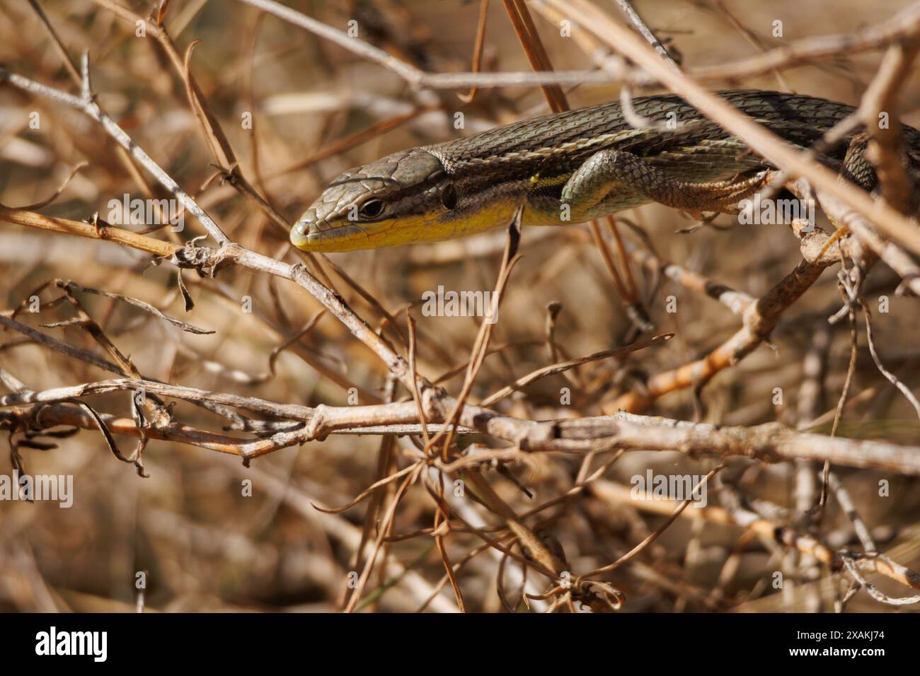 Podarcis hispanicus spain hi-res stock photography and images - Alamy