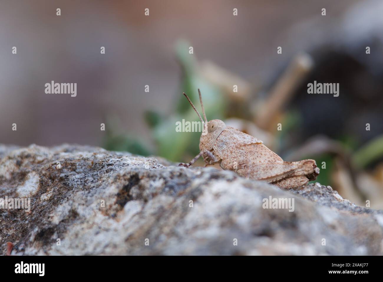 Rock ecosystem hi-res stock photography and images - Alamy