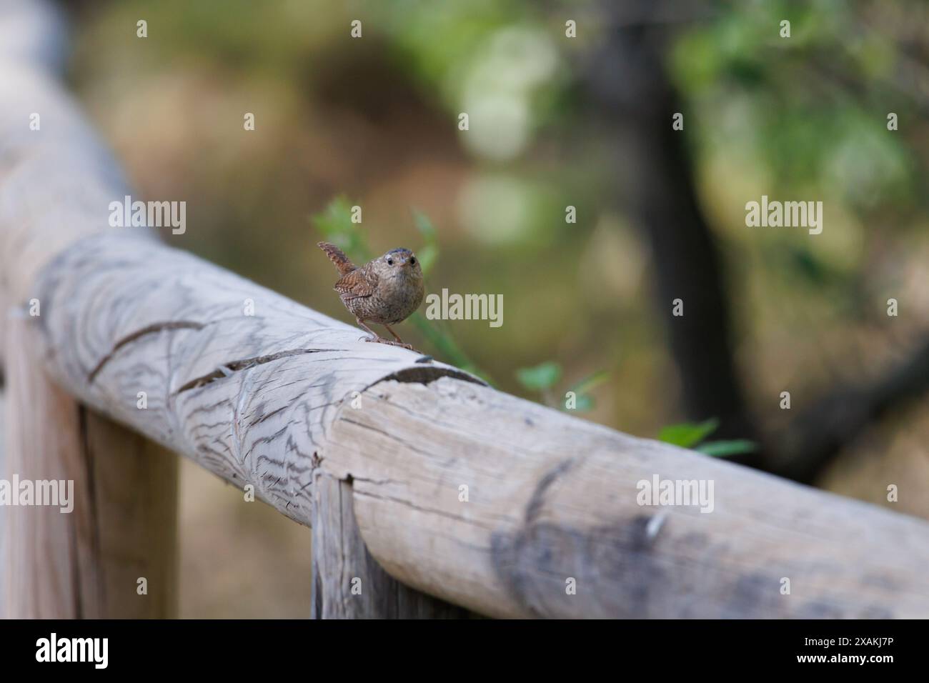 Garden fauna hi-res stock photography and images - Alamy