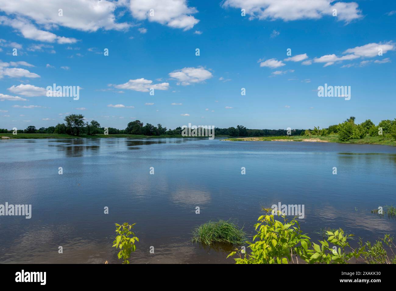 Elbe river landscape with willows on the banks, Hohenwarthe, Saxony ...