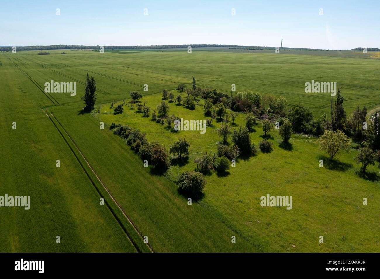 Green grain field, fruit trees, poplar, Vorharz, Saxony-Anhalt, Germany ...