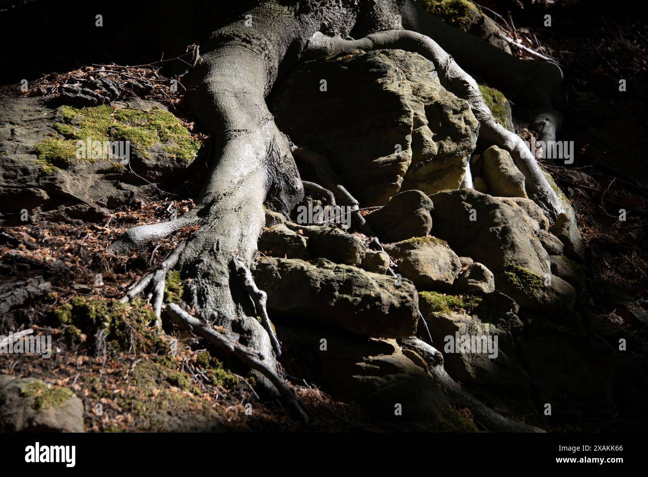 Twisting tree roots hi-res stock photography and images - Alamy