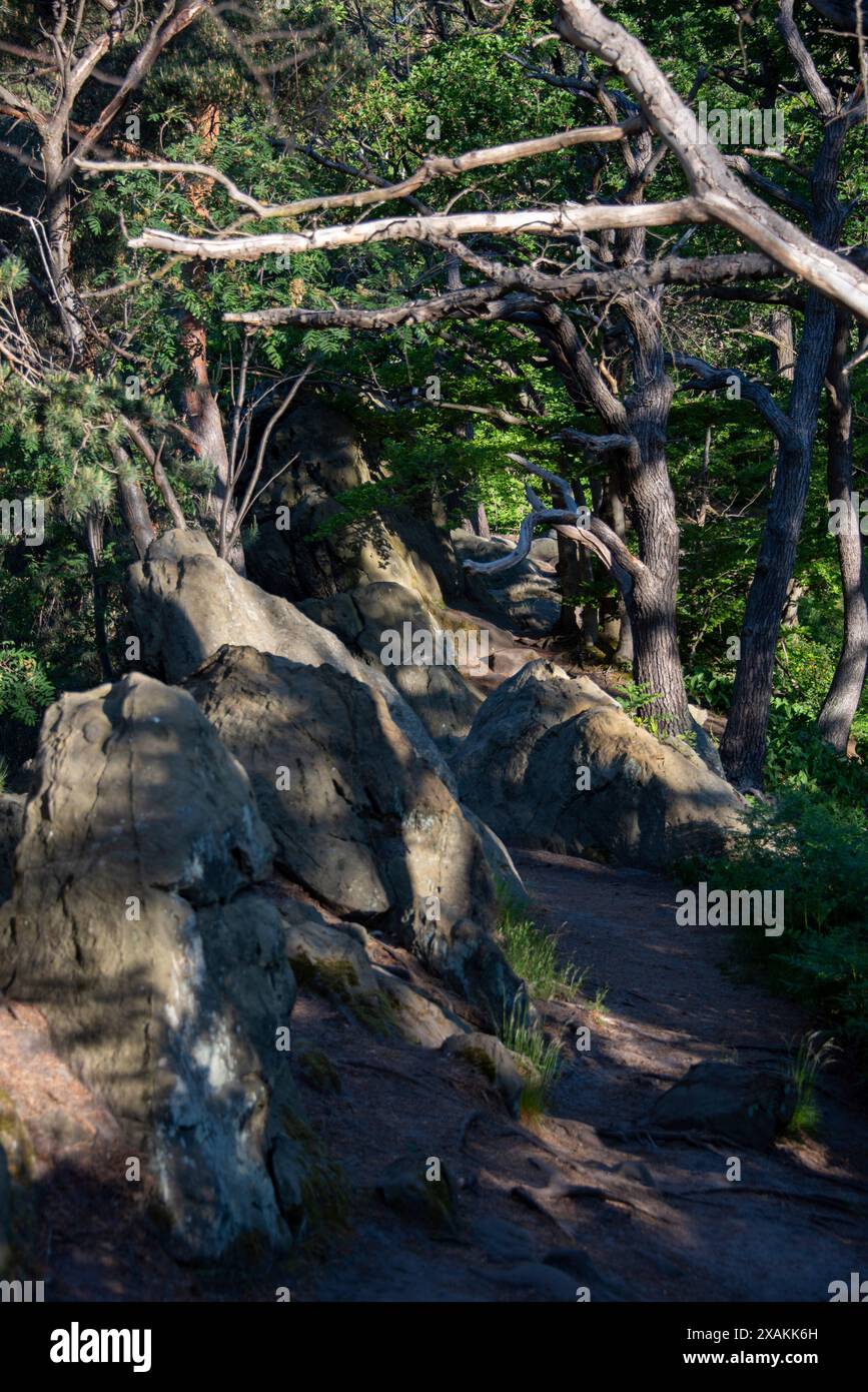Löbbeckestieg hiking trail in the Harz Mountains, ridge trail along the ...
