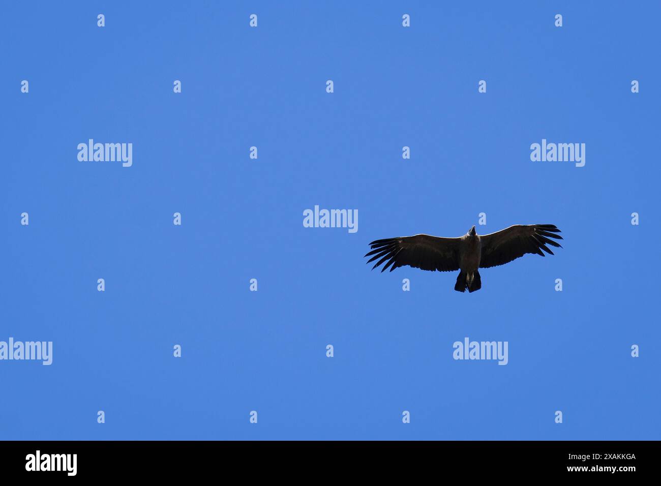 Andean Condor, El Chalten, Patagonia, Argentina Stock Photo - Alamy