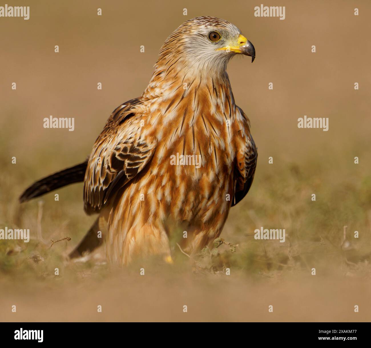 Red kite (Milvus milvus), portrait, Pyrenees, Spain Stock Photo - Alamy