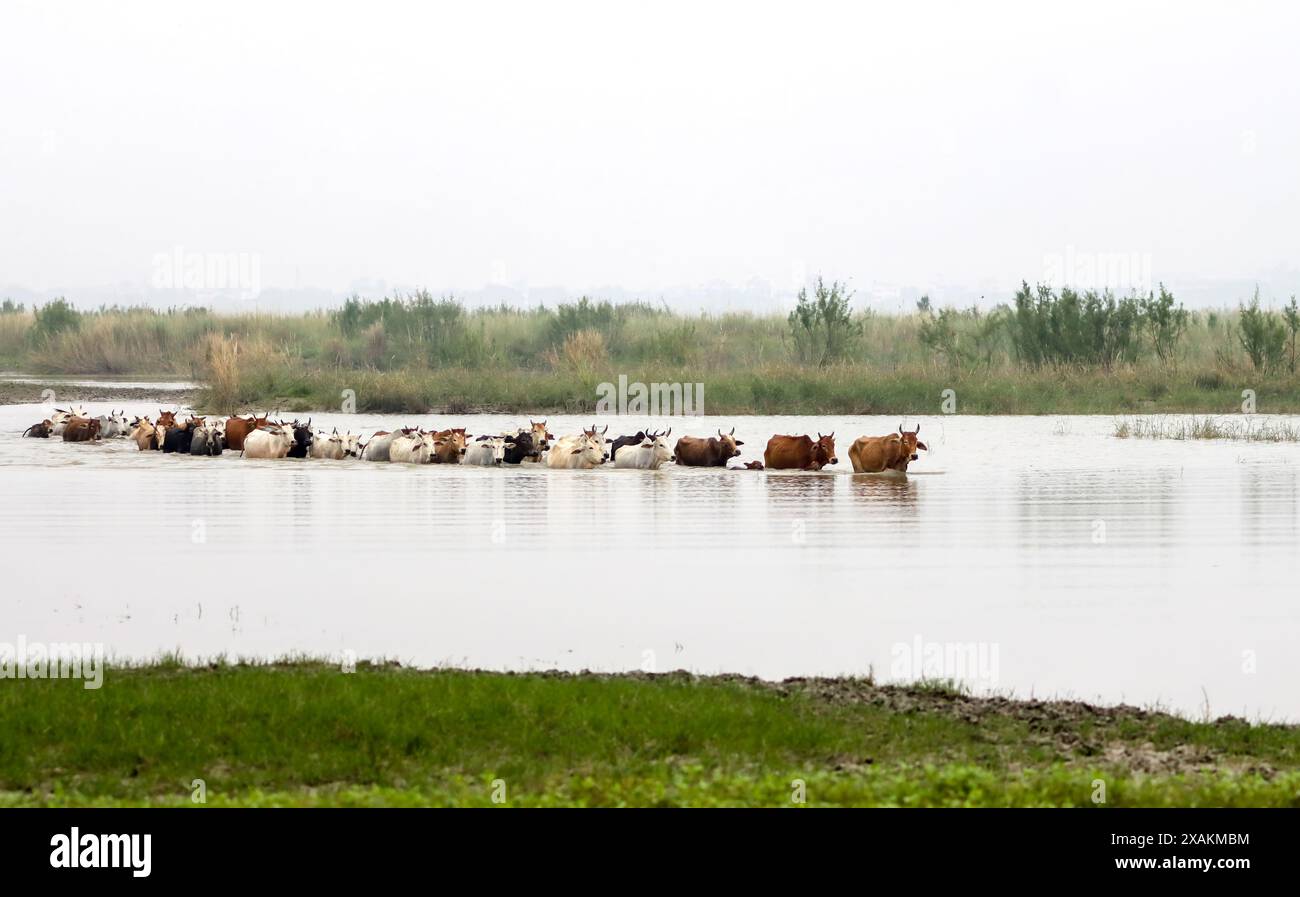 Cows walking river field cow hi-res stock photography and images - Alamy