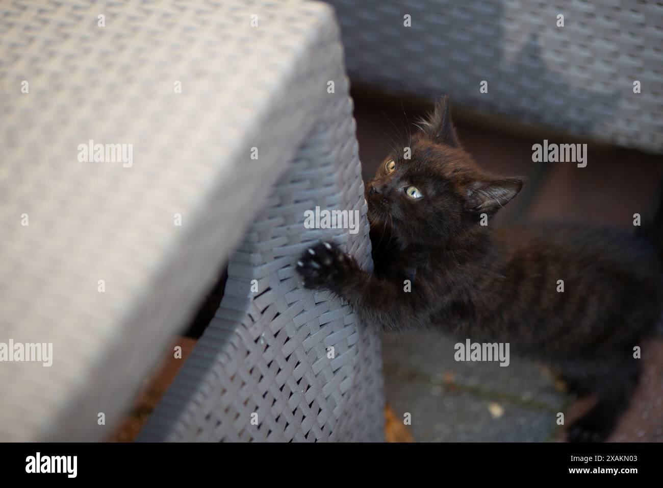 Black baby hi-res stock photography and images - Alamy