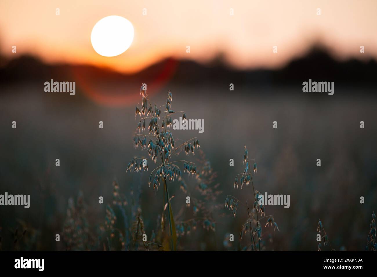 Oat field at sunset Stock Photo - Alamy