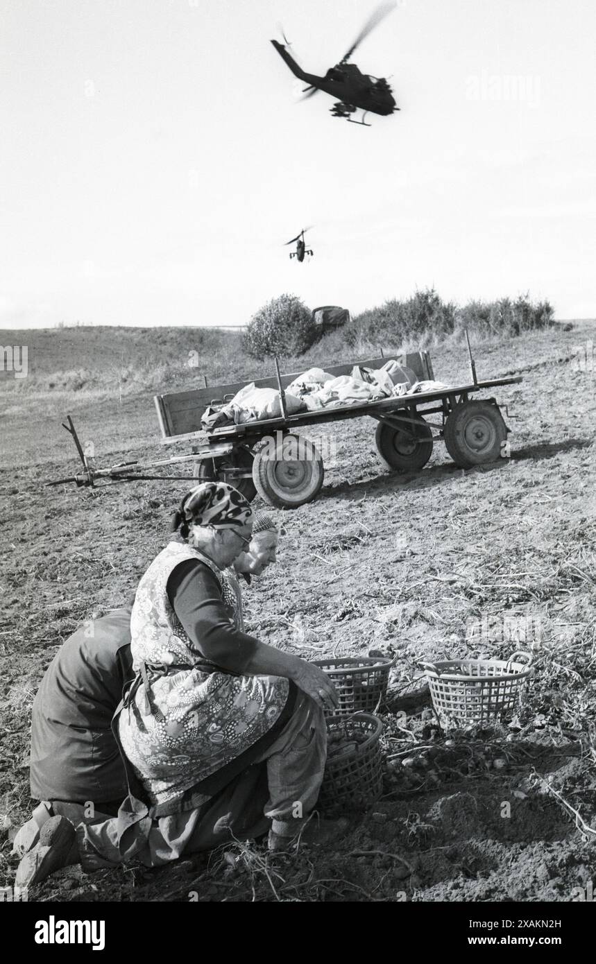 US combat helicopter over potato harvest, autumn maneuvers of the US ...