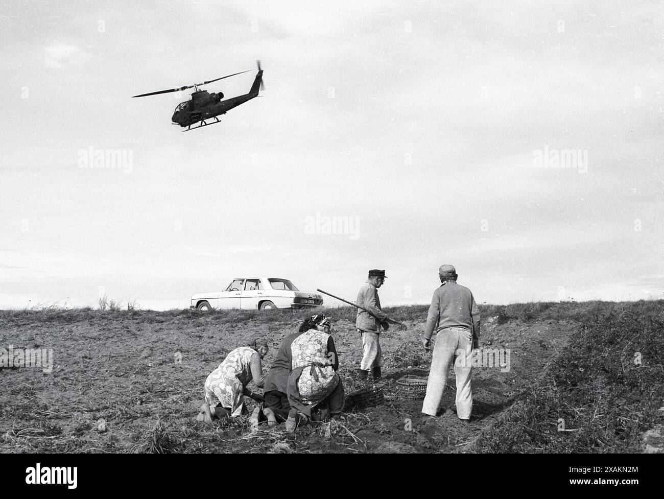 US combat helicopter over potato harvest, autumn maneuvers of the US ...