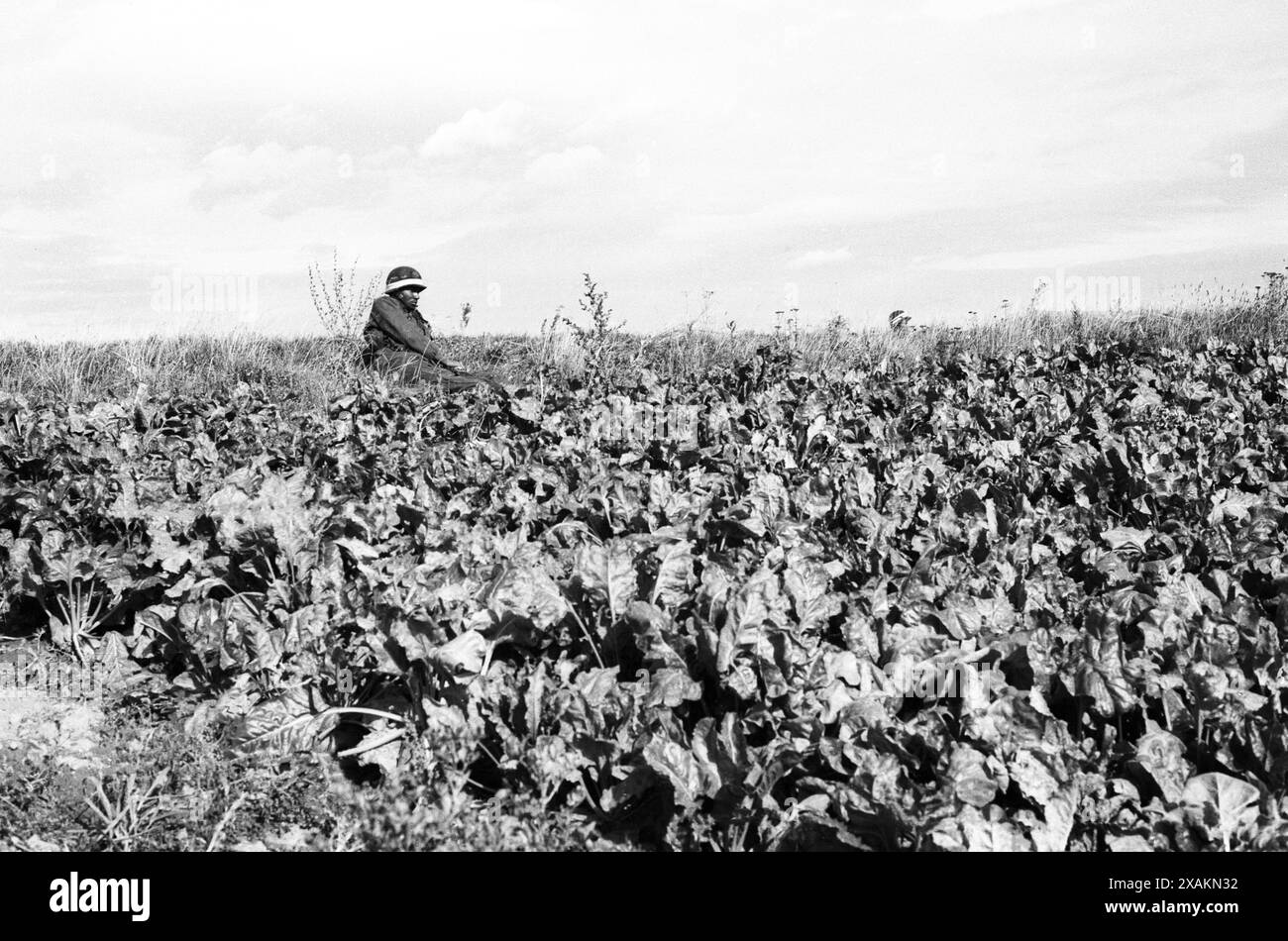 Field maneuvers hi-res stock photography and images - Alamy
