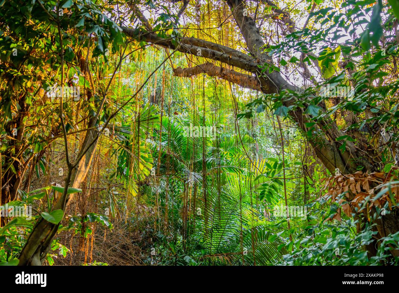 Equatorial forests hi-res stock photography and images - Alamy
