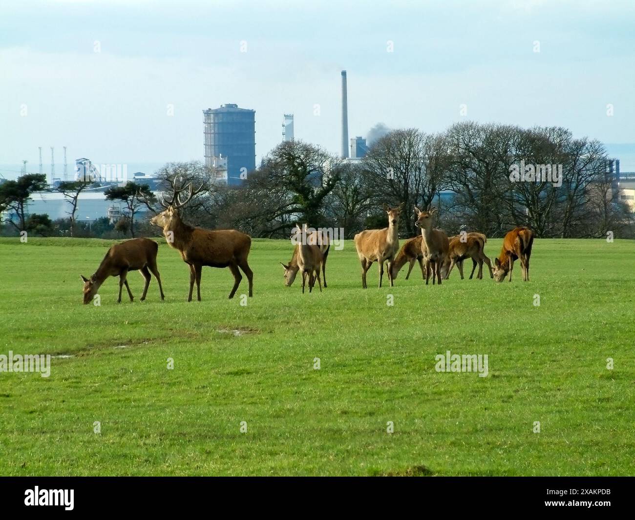 Fallow deer grazing in Margam Country Park, with Port Talbot Steelworks ...