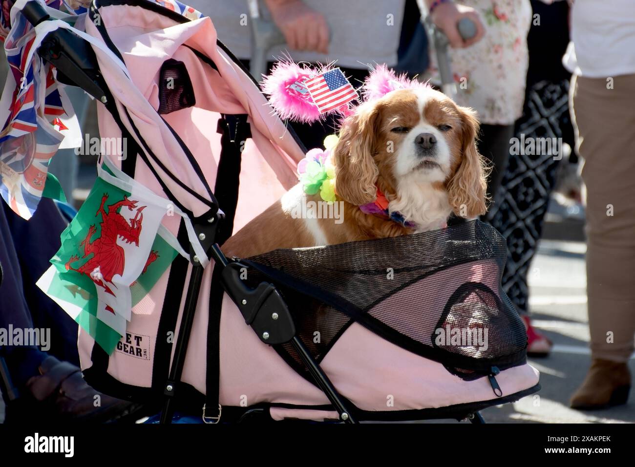 A king charles spaniel is carried around in a flag decorated pram ...