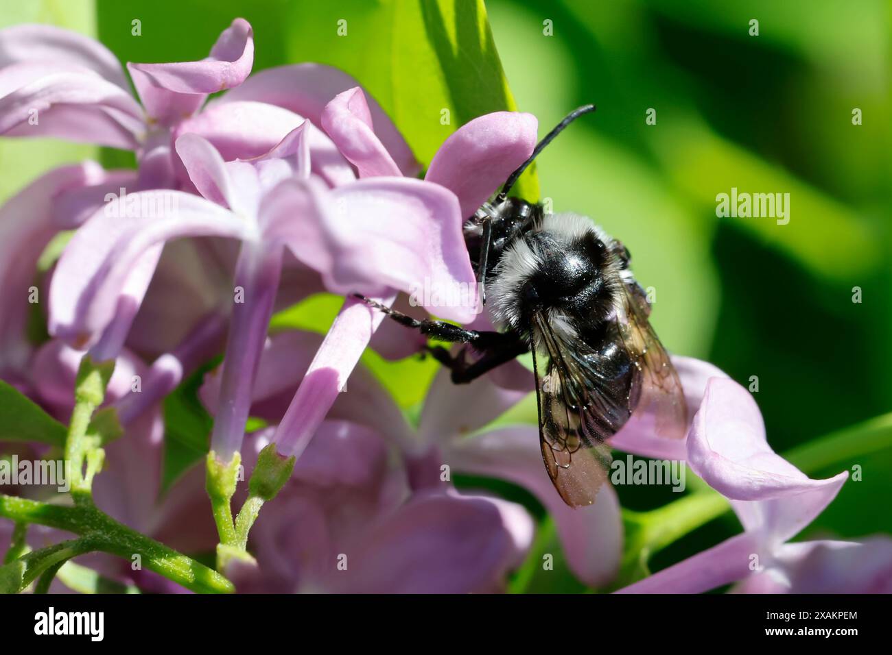 Melecta obscura hi-res stock photography and images - Alamy