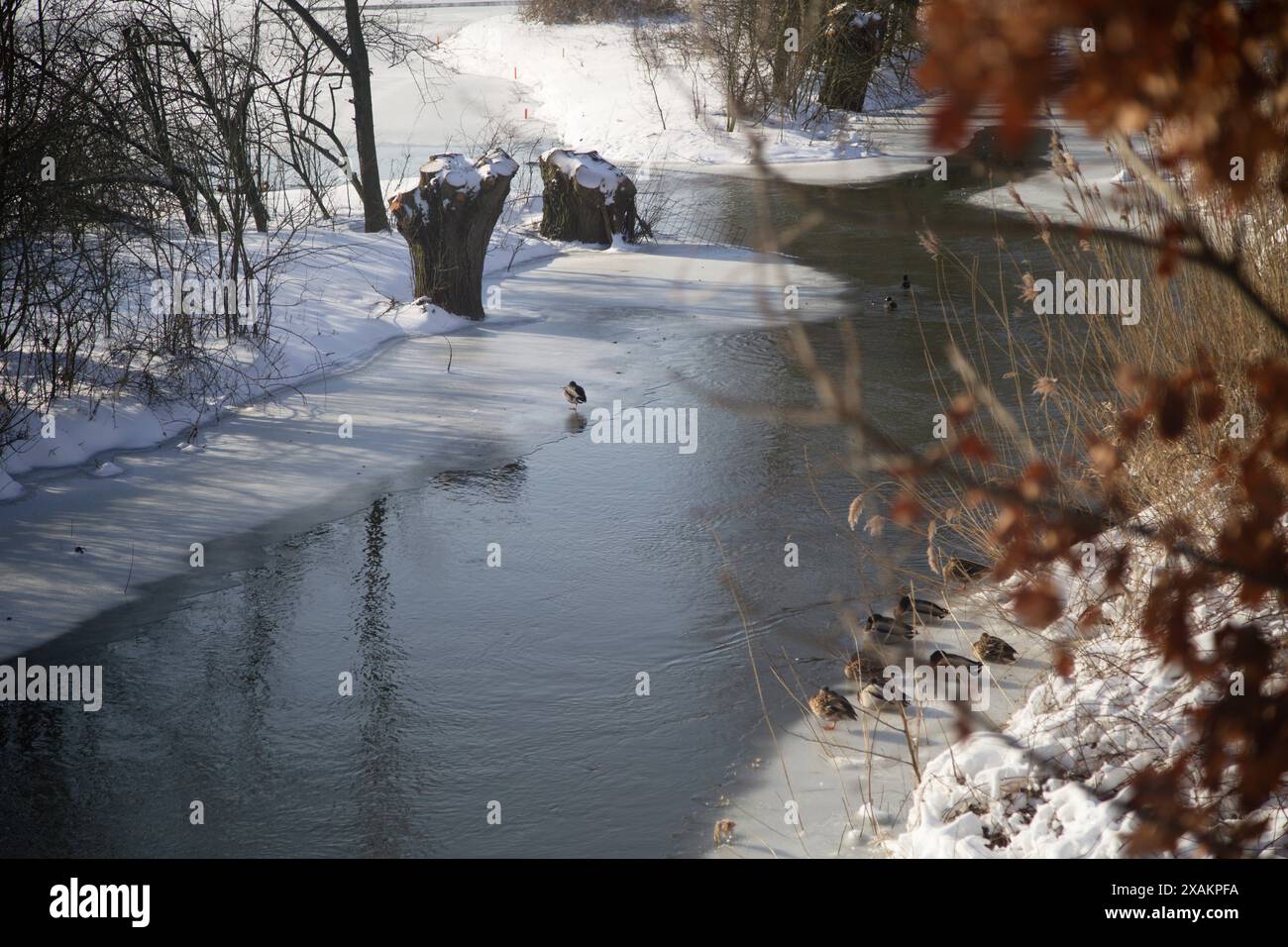 Winter, river, bird sitting at the water Stock Photo - Alamy
