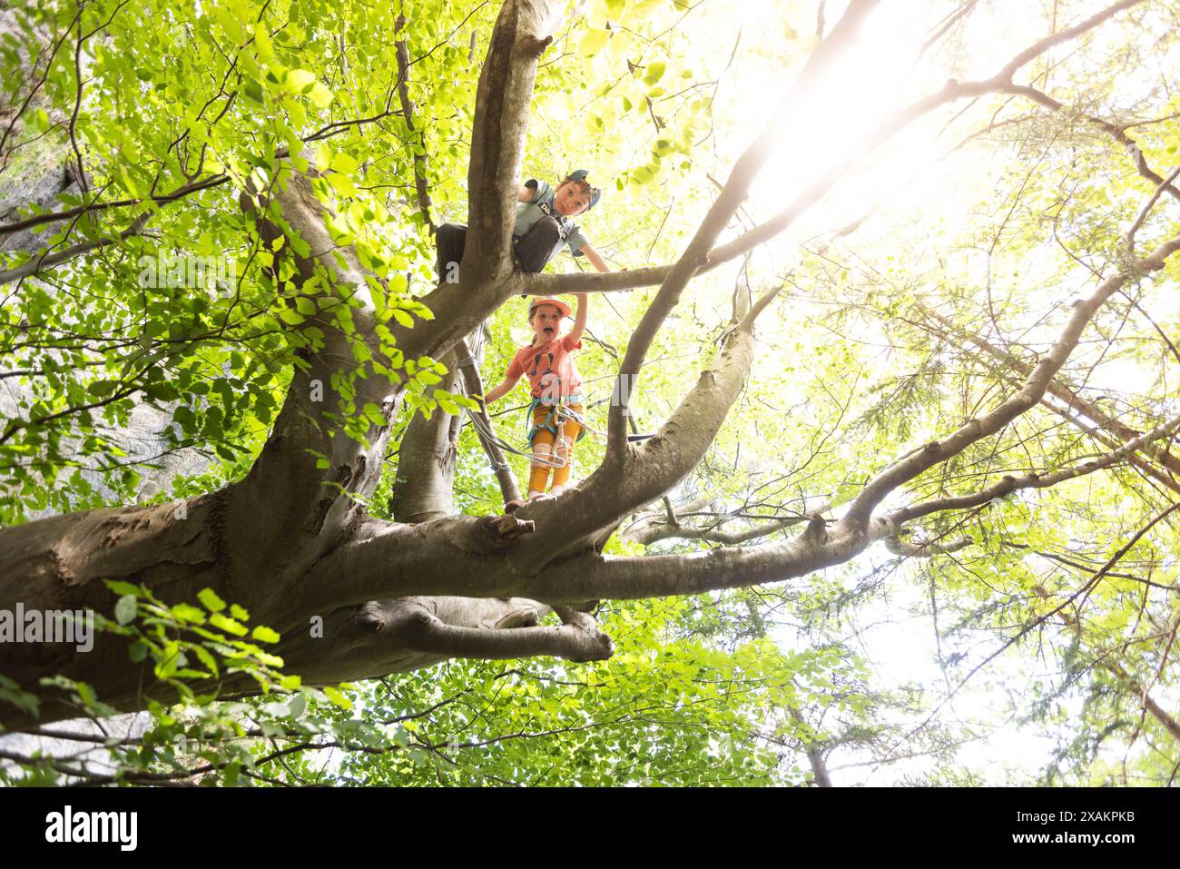 Siblings climb in a big tree Stock Photo - Alamy