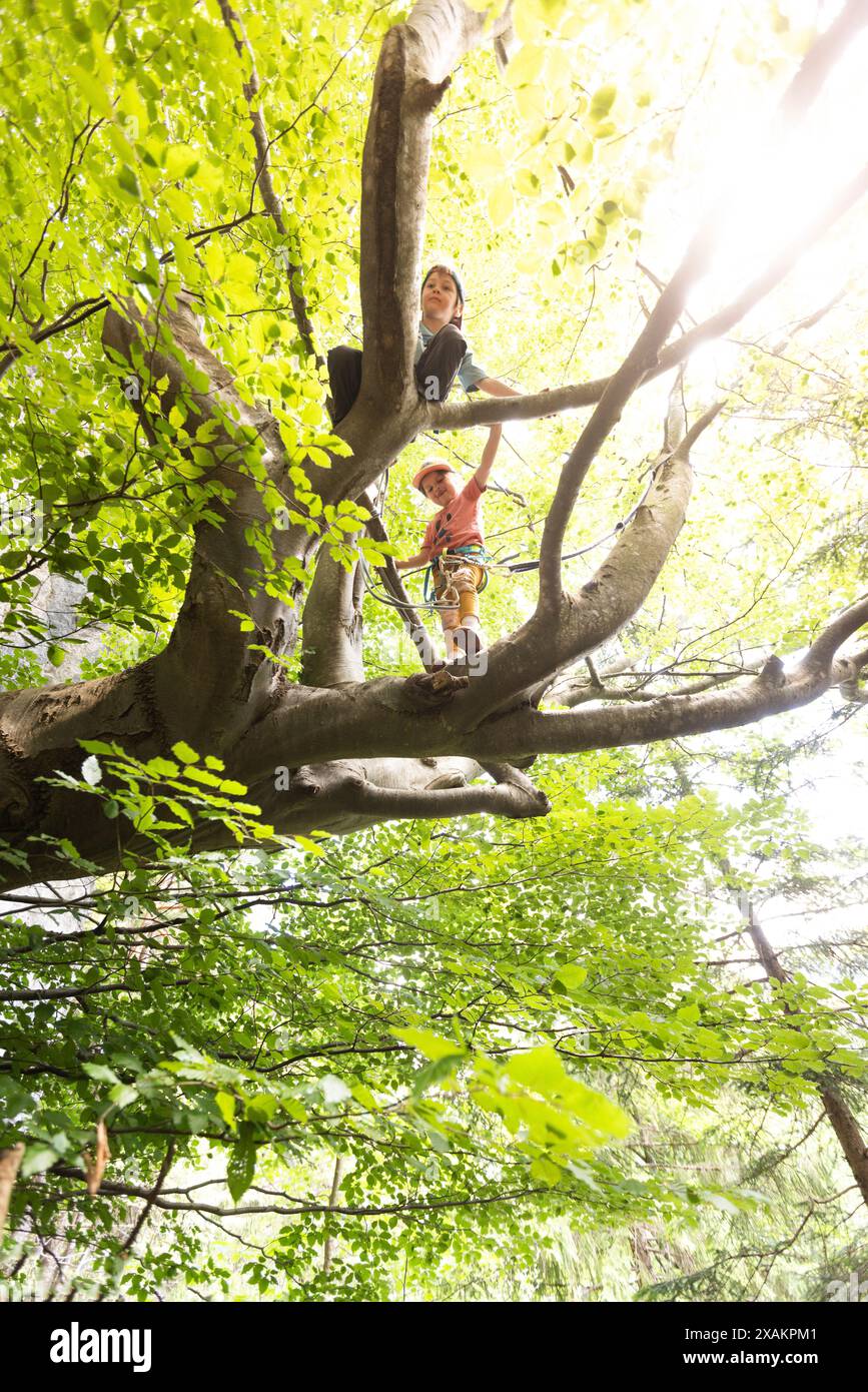 Siblings climb in a big tree Stock Photo - Alamy