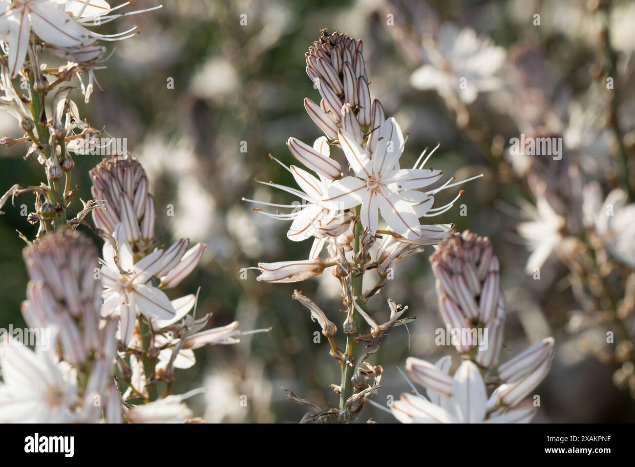 Asphodelus spec hi-res stock photography and images - Alamy