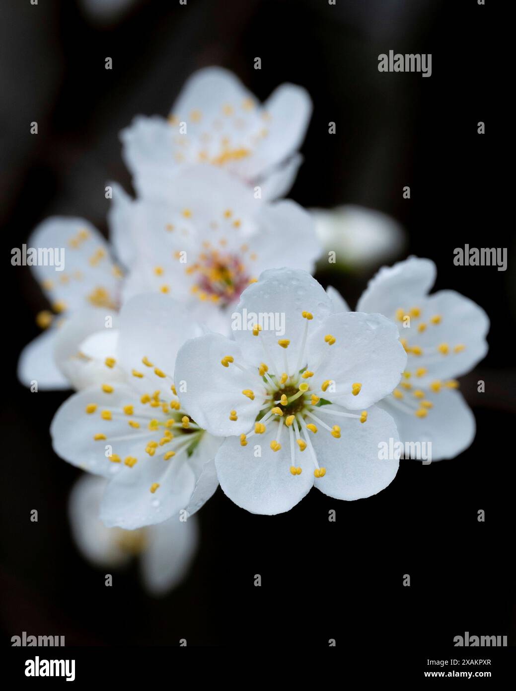 Contrasting white blooms hi-res stock photography and images - Alamy