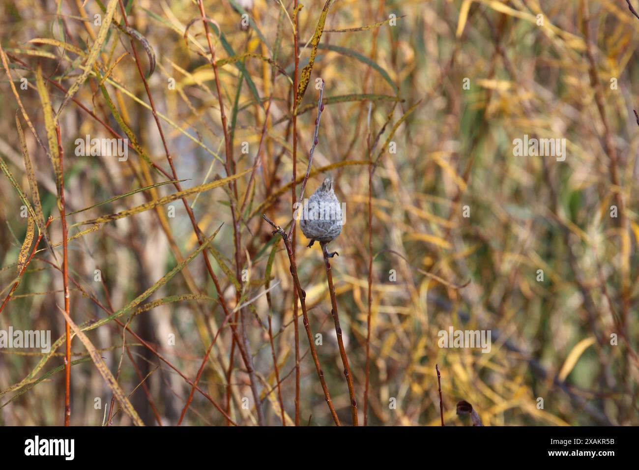 Interior sandbar willow hi-res stock photography and images - Alamy