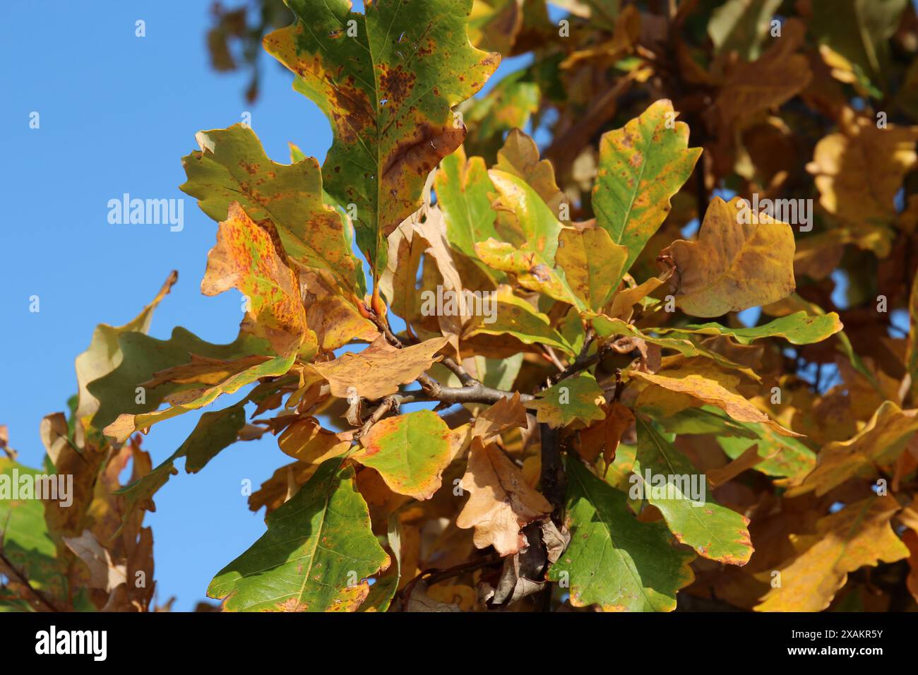 Close up of leaves turning from green to red, orange and yellow on a ...