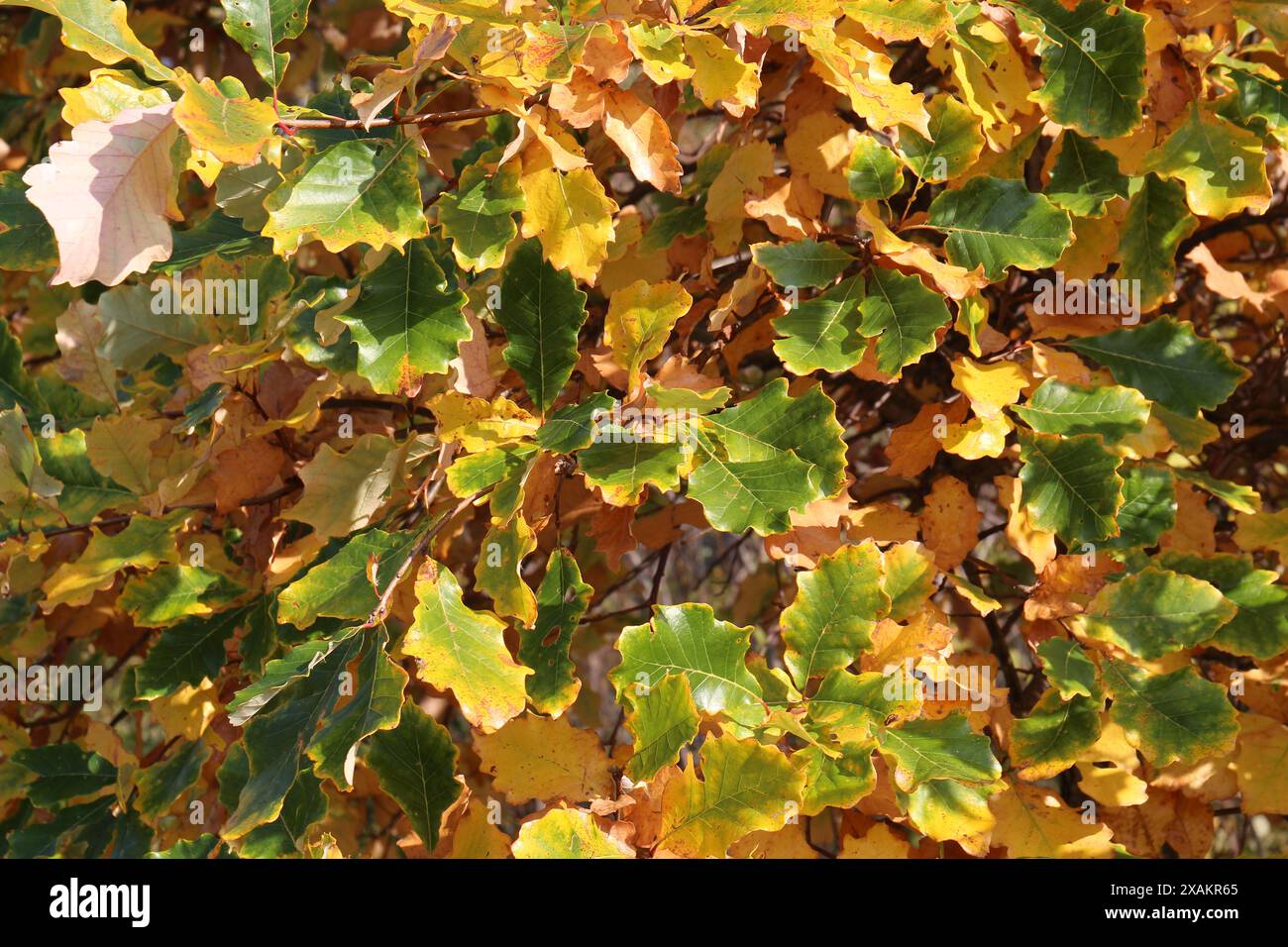Close up of leaves turning from green to yellow, red and orange, on a ...